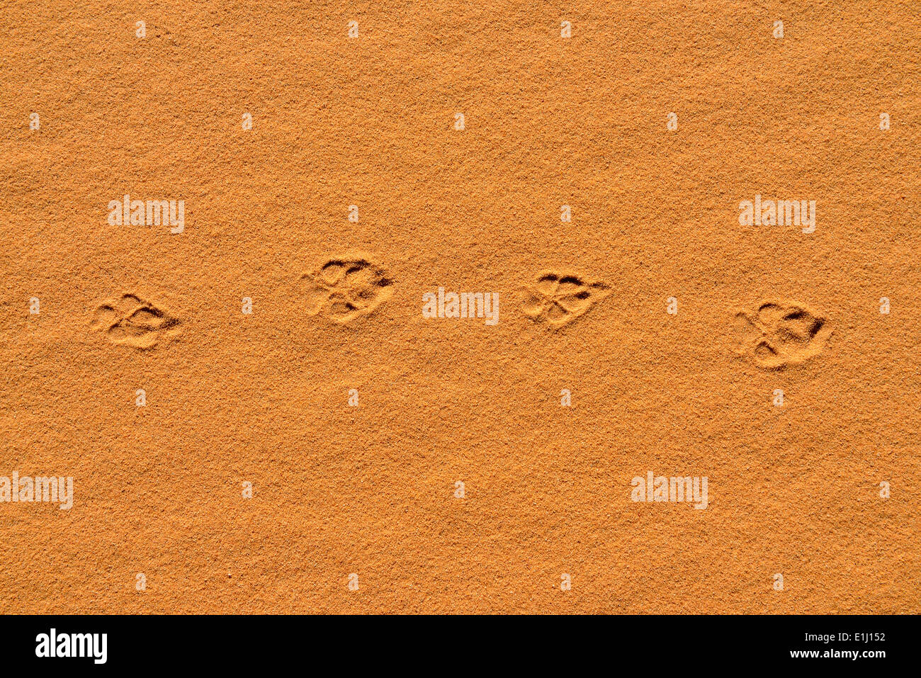 Algeria, Sahara, Tassili n' Ajjer, fresh track of a Golden Jackal ...