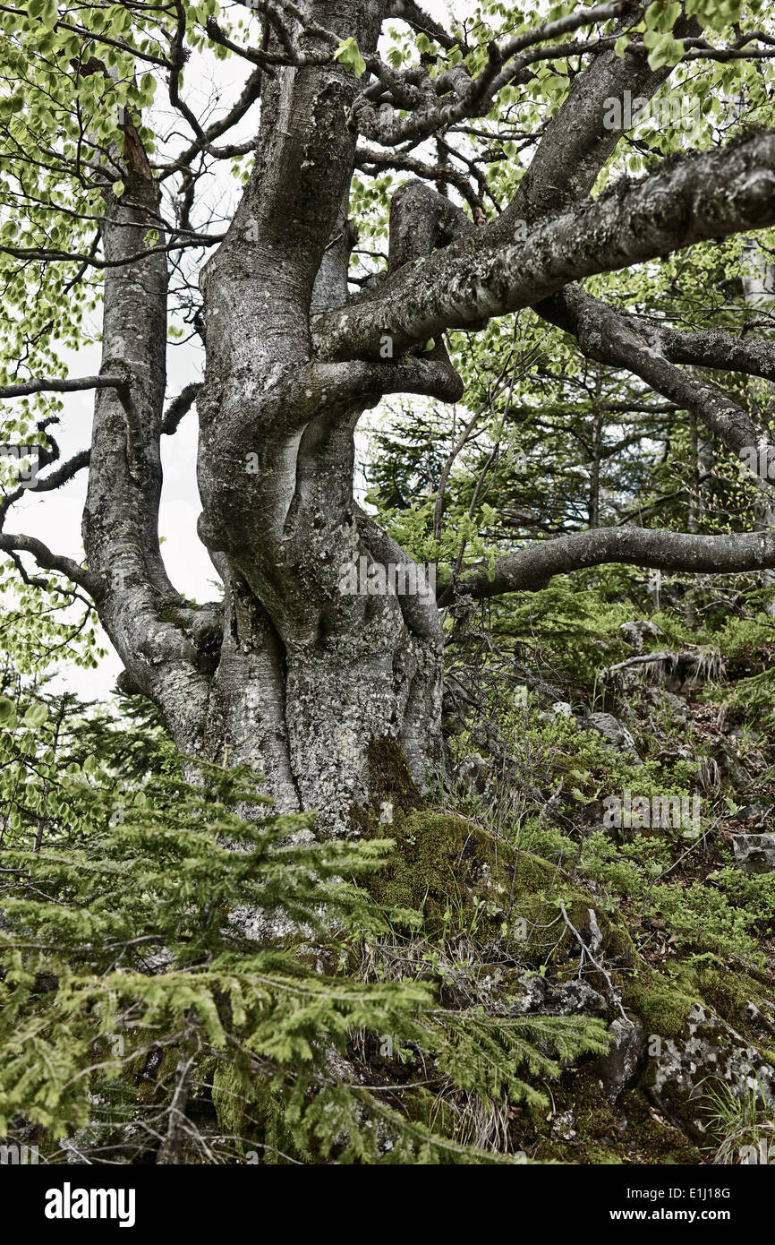 Twisted Beech Tree High Resolution Stock Photography and Images - Alamy