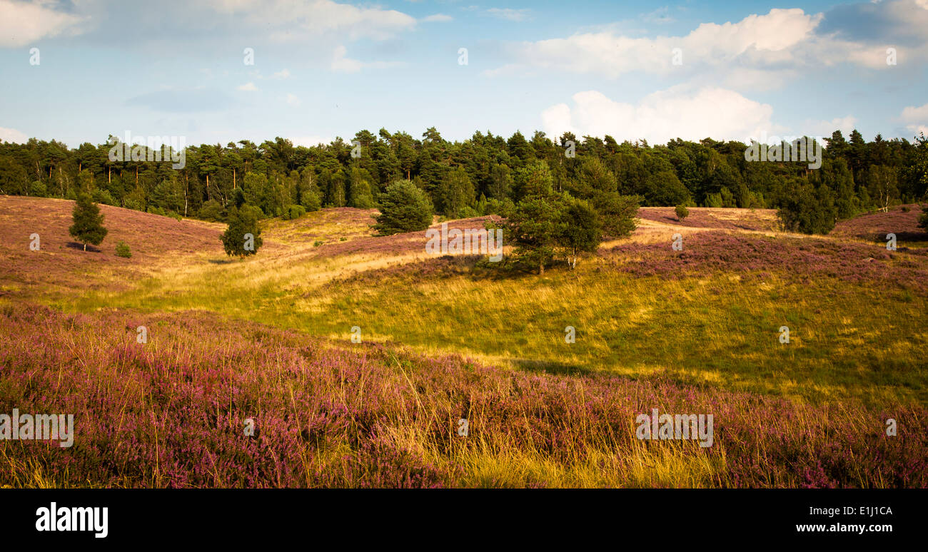 Lueneburg heath nature park hi-res stock photography and images - Alamy