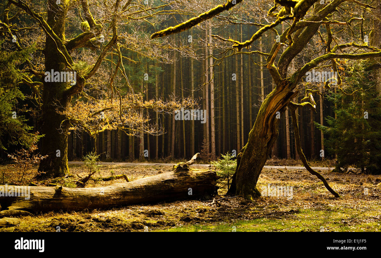 Germany, Bavaria, Trees in Hofolding Forest Stock Photo - Alamy