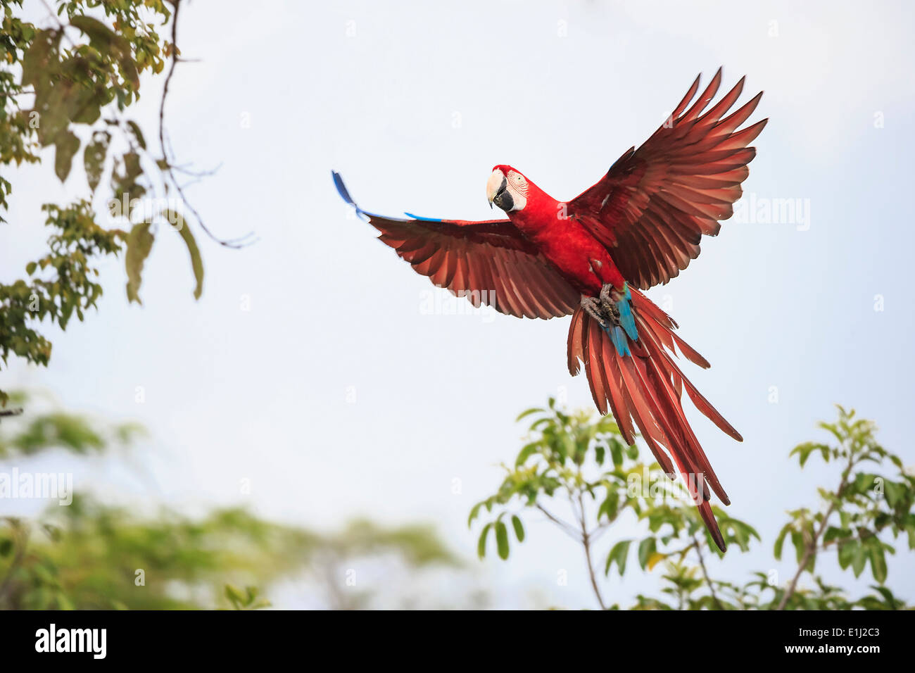 Flying scarlet macaw hi-res stock photography and images - Alamy