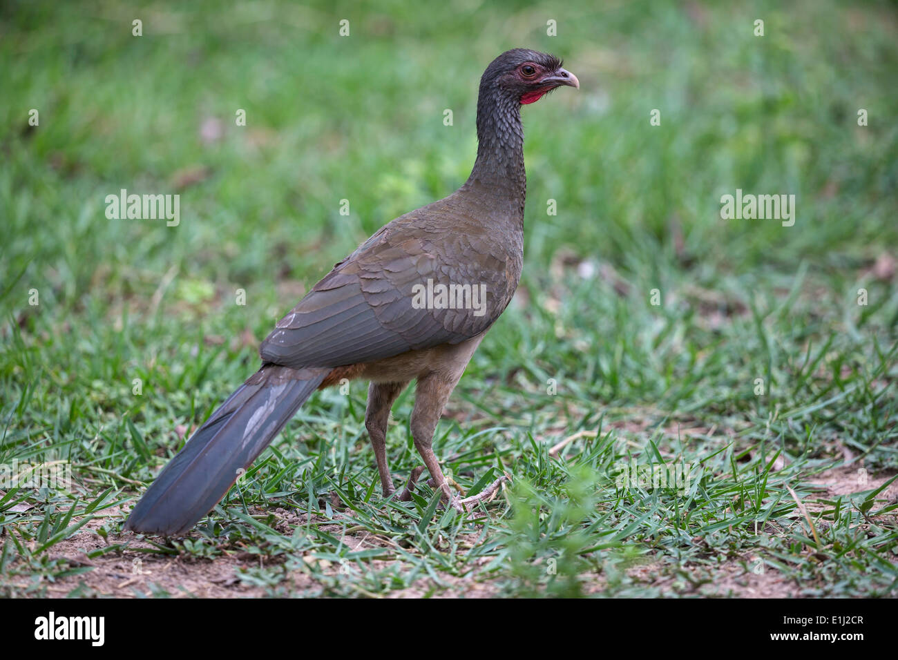 South America, Brasilia, Mato Grosso do Sul, Pantanal, Chaco Chachalaca ...