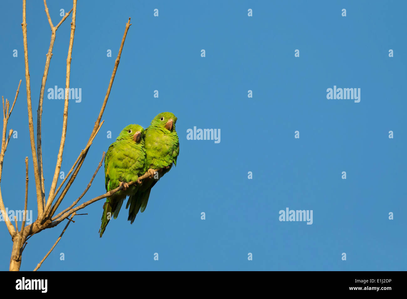 Canary winged parakeets hi-res stock photography and images - Alamy