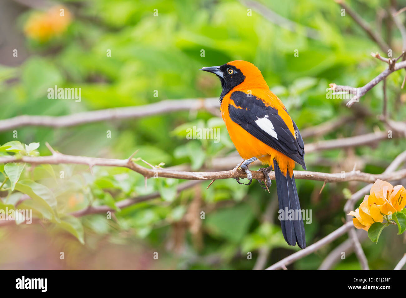 South America, Brasilia, Mato Grosso do Sul, Pantanal, Orange-backed ...
