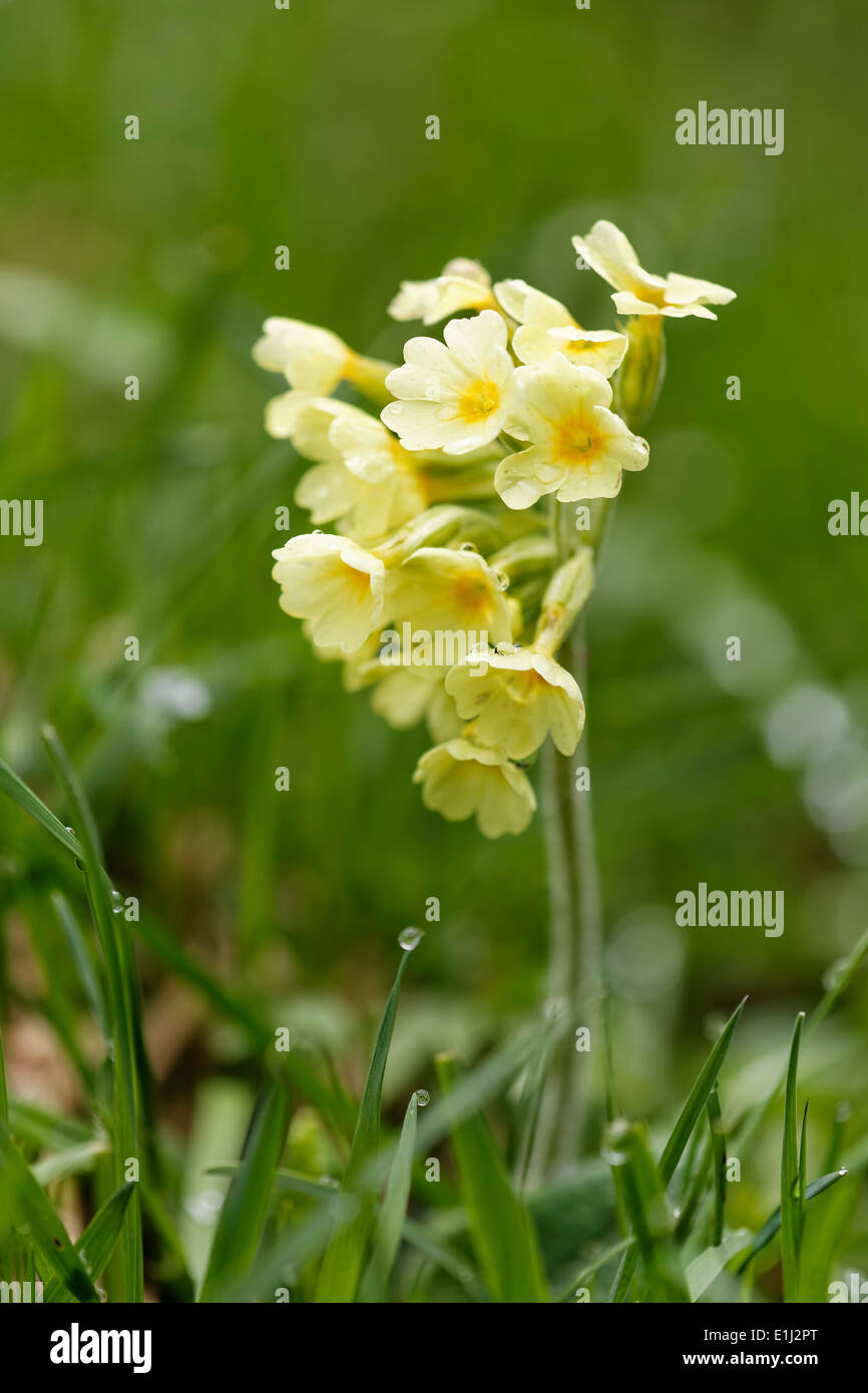 Water cowslip hi-res stock photography and images - Alamy