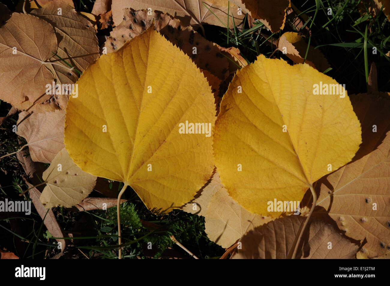 Silver Linden Tilia Tomentosa Flowers High Resolution Stock Photography ...