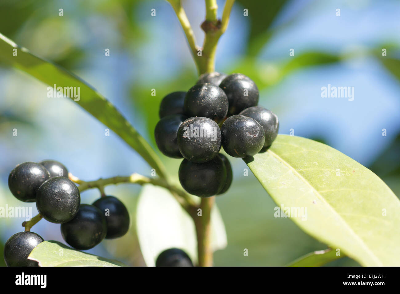 Cherry laurel with fruits hi-res stock photography and images - Alamy