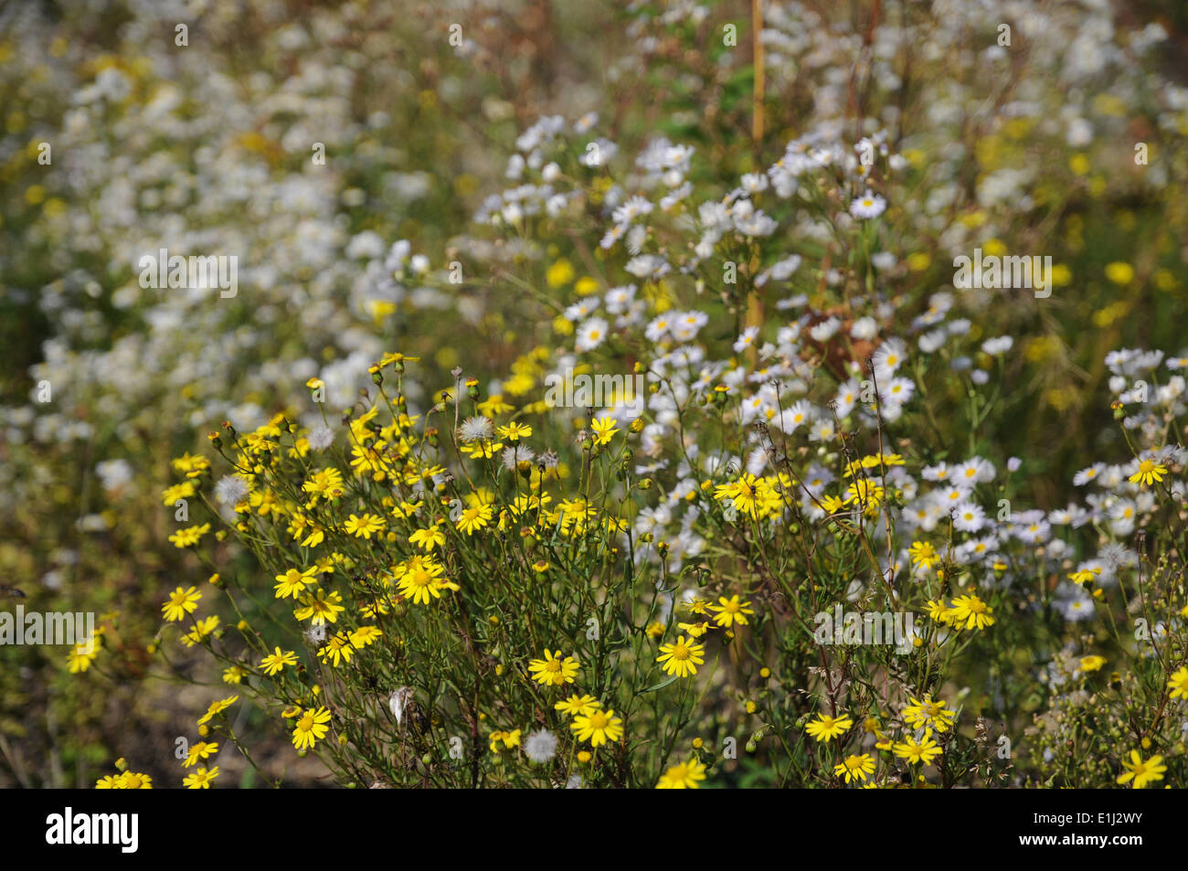 Ragworts weeds hi-res stock photography and images - Alamy