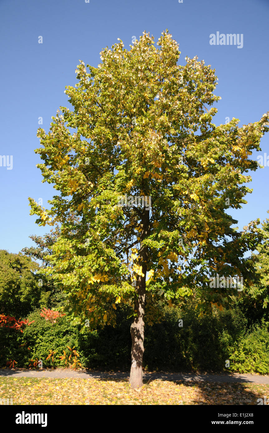 Silver lime trees silver linden hi-res stock photography and images - Alamy