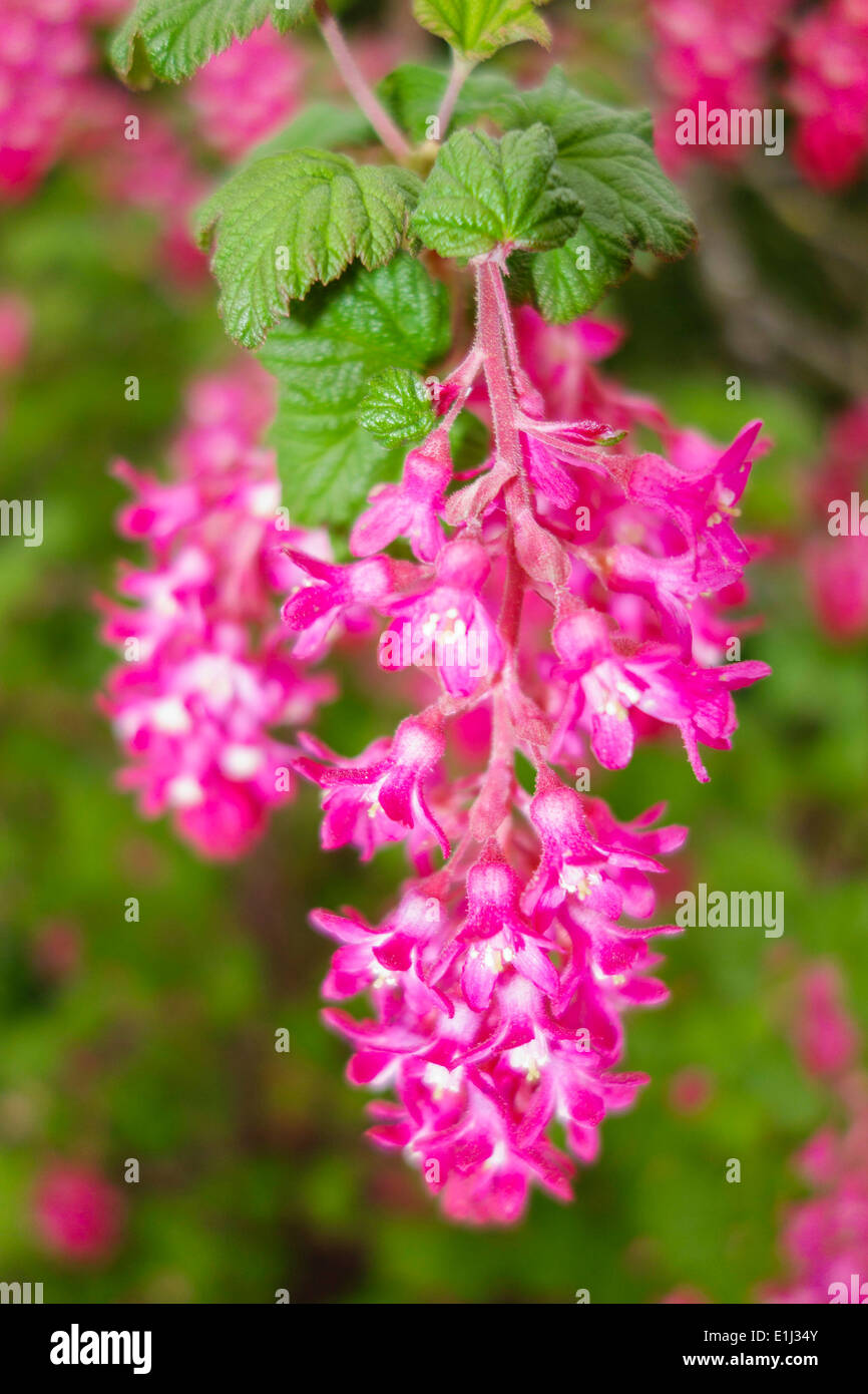 Red Currant (Ribes sanguineum) in flower Hereford UK Stock Photo - Alamy