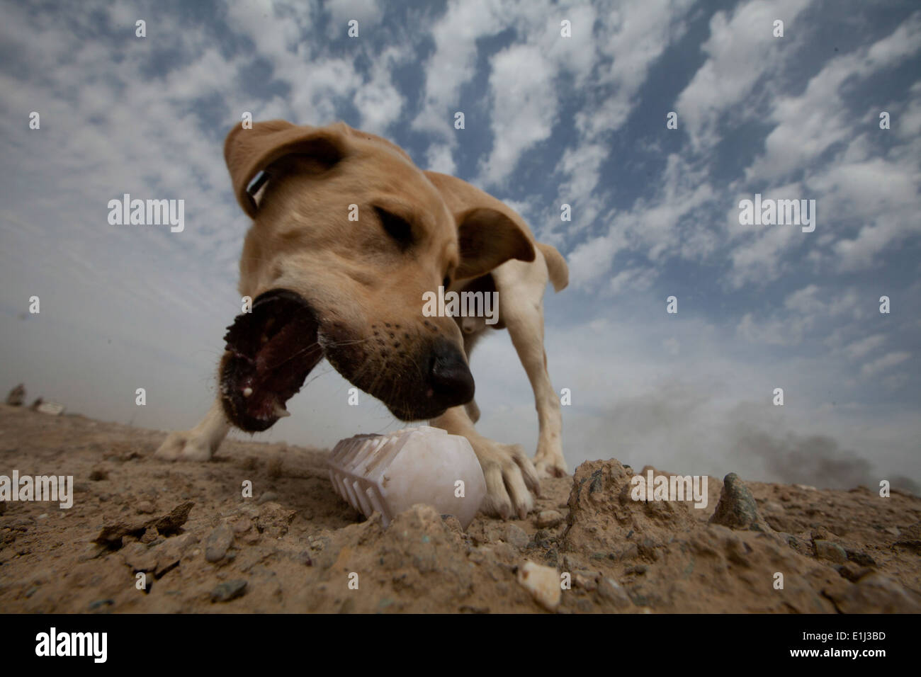 An improvised explosive device detection dog hi-res stock photography ...