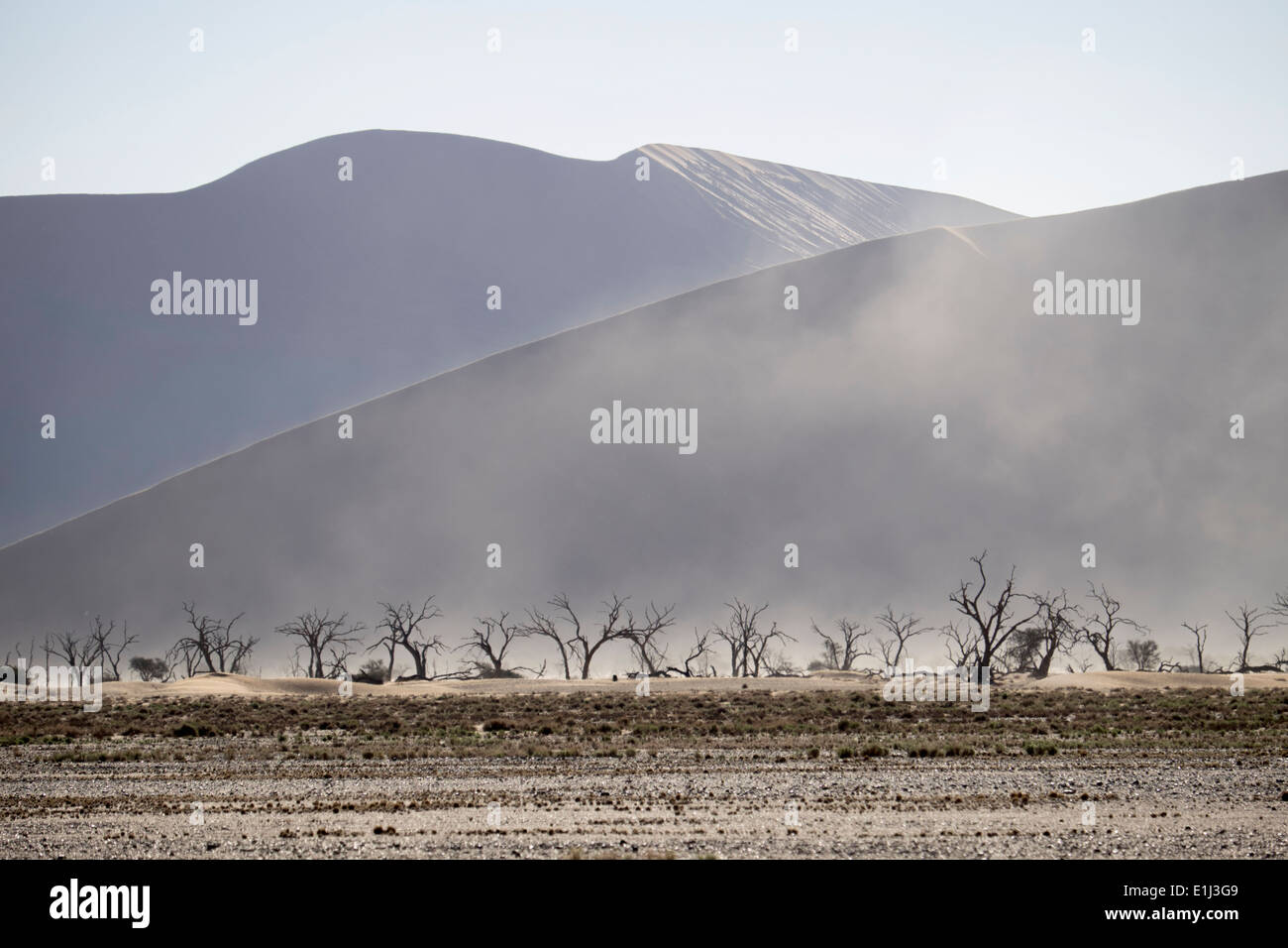 Africa, Namibia, Sossusvlei, Sandstorm, Dead trees and sand dunes Stock ...