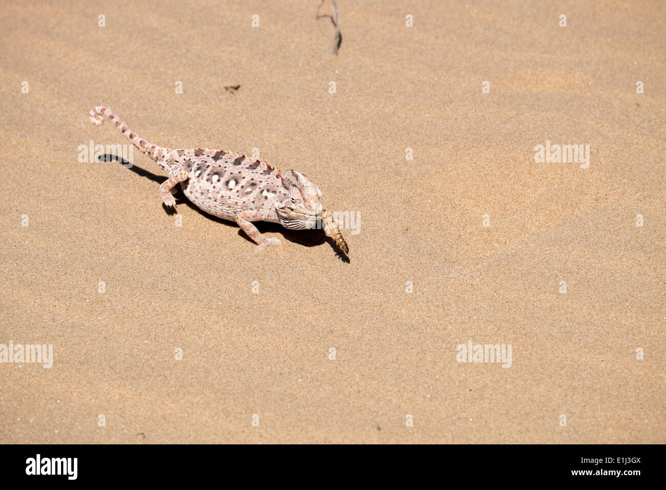 Namaqua national park animals hi-res stock photography and images - Alamy