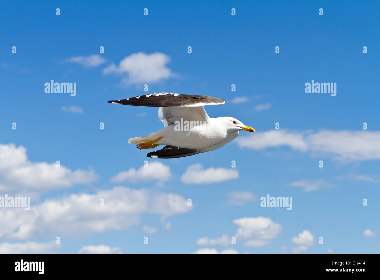 Oslo animals hi-res stock photography and images - Alamy