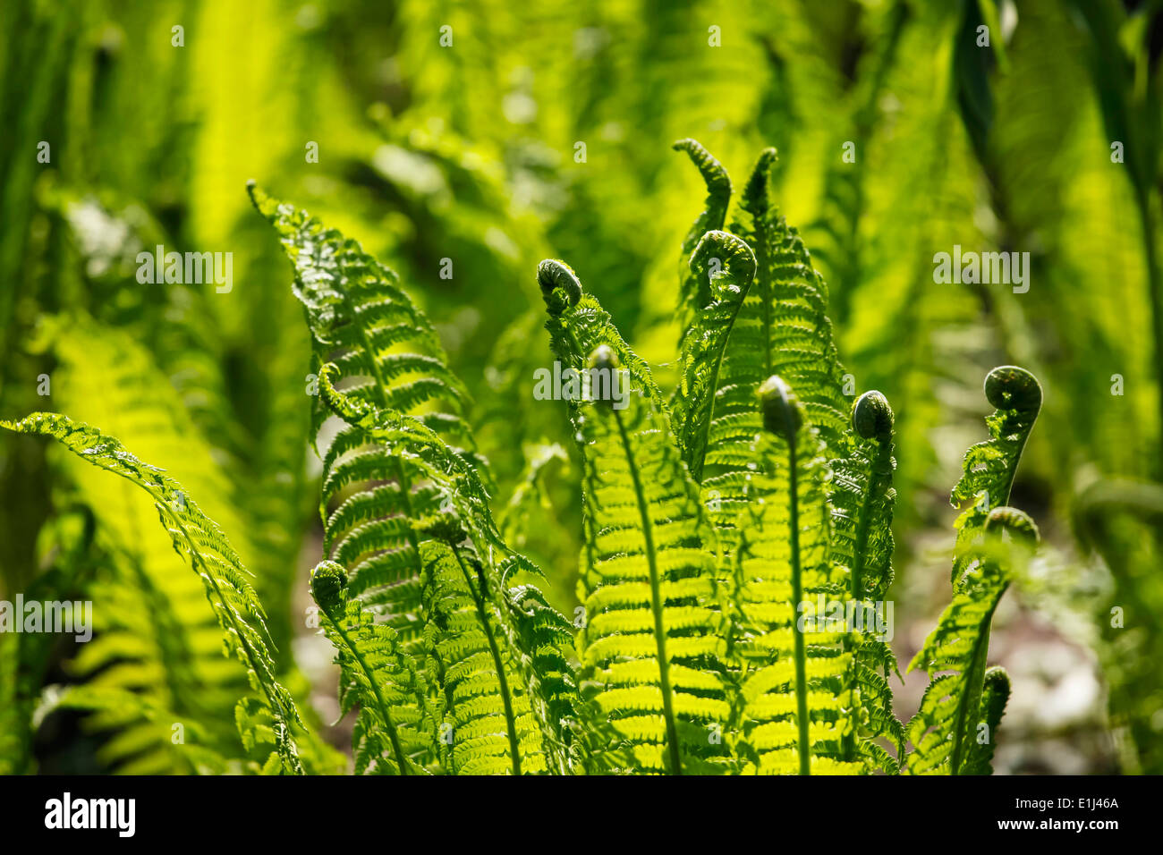 Germany, Ferns in spring Stock Photo - Alamy