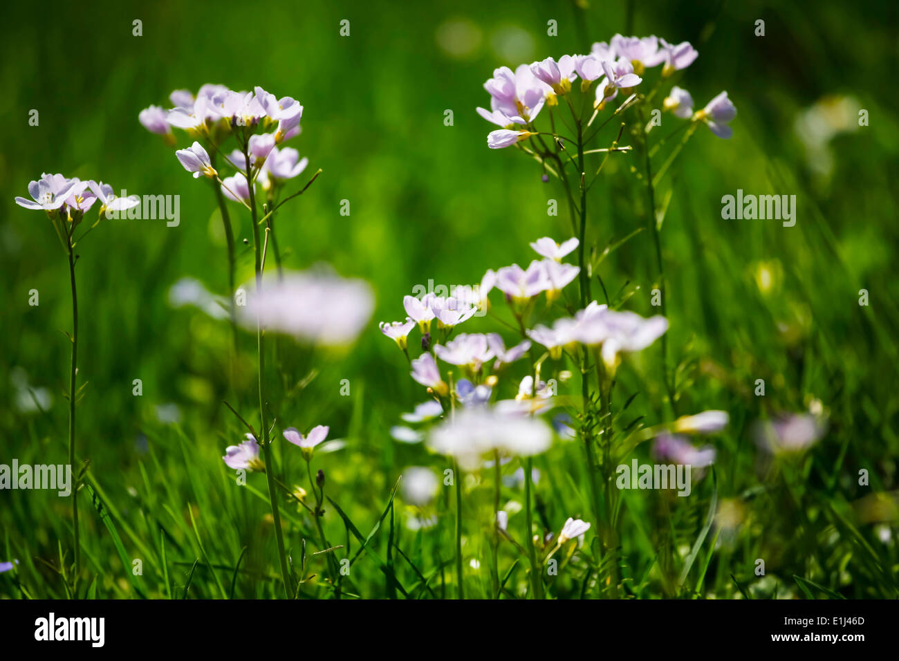 Germany, Cuckoo flowers in spring Stock Photo - Alamy