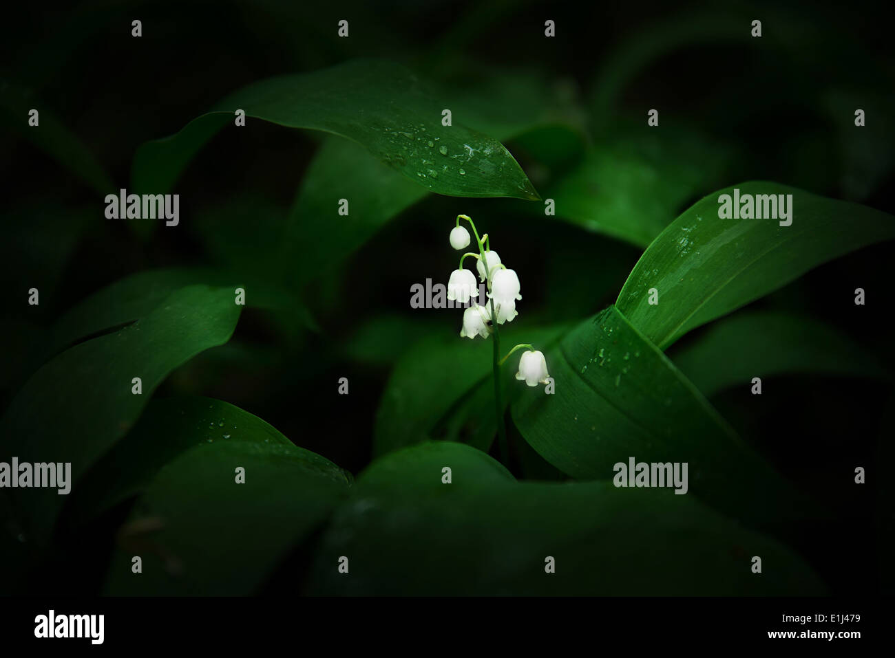 Convallaria spring flower hi-res stock photography and images - Alamy