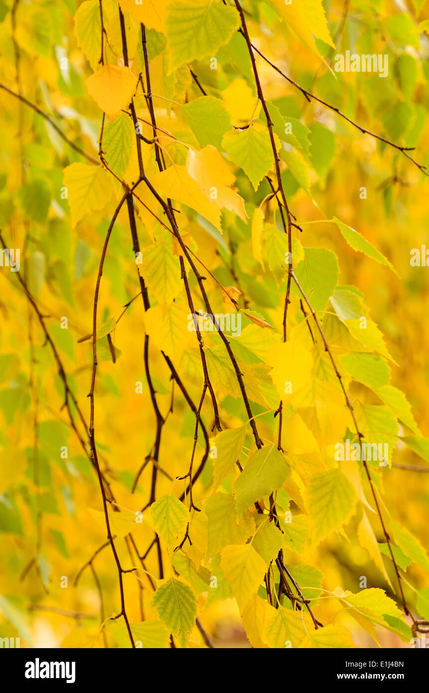 Autumn tree branch Stock Photo - Alamy