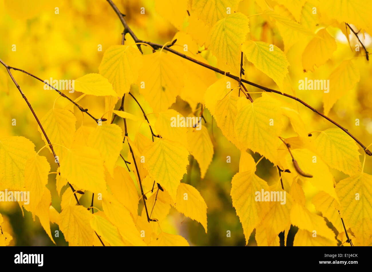 Autumn tree branch Stock Photo - Alamy