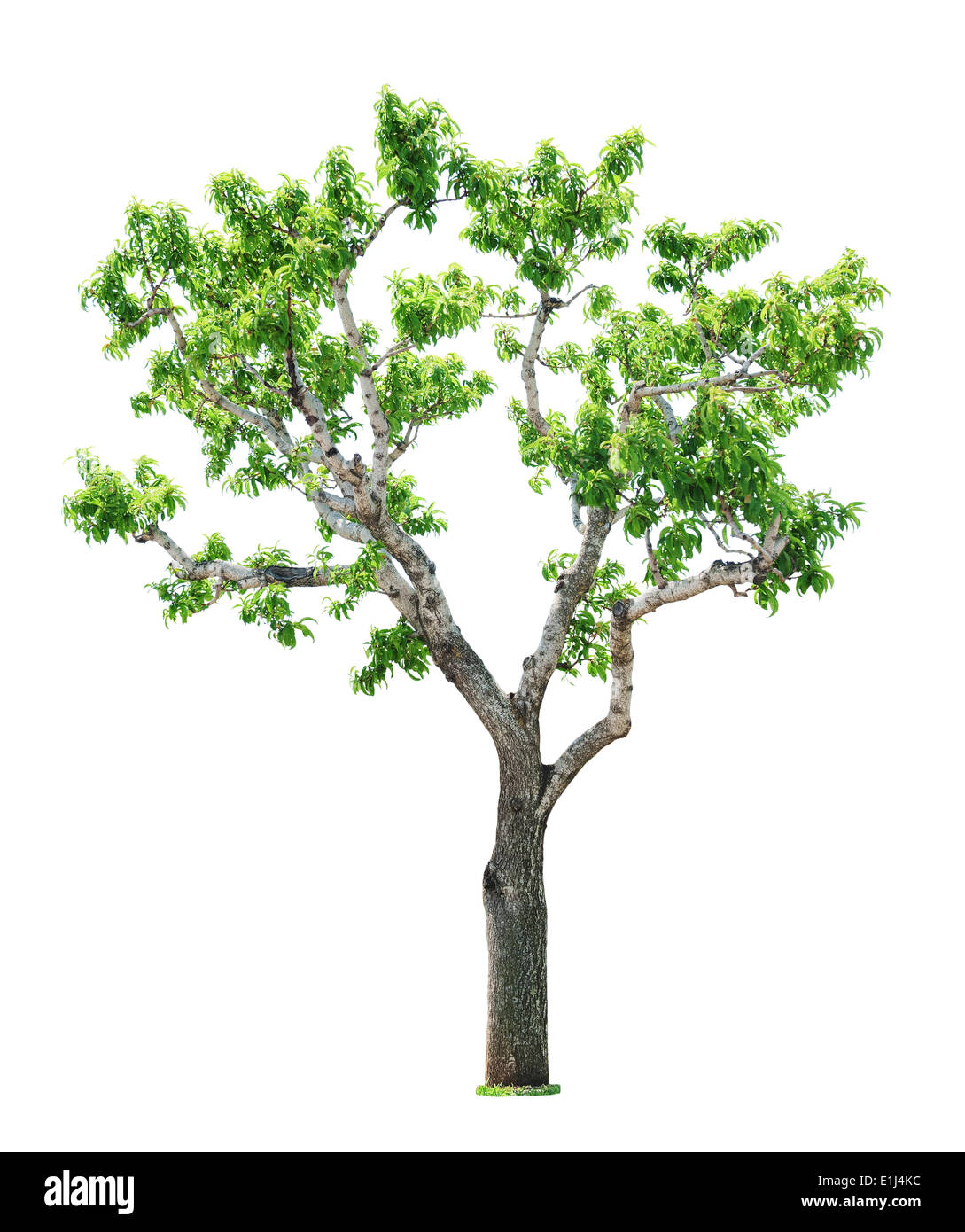 Tree on white background Stock Photo - Alamy