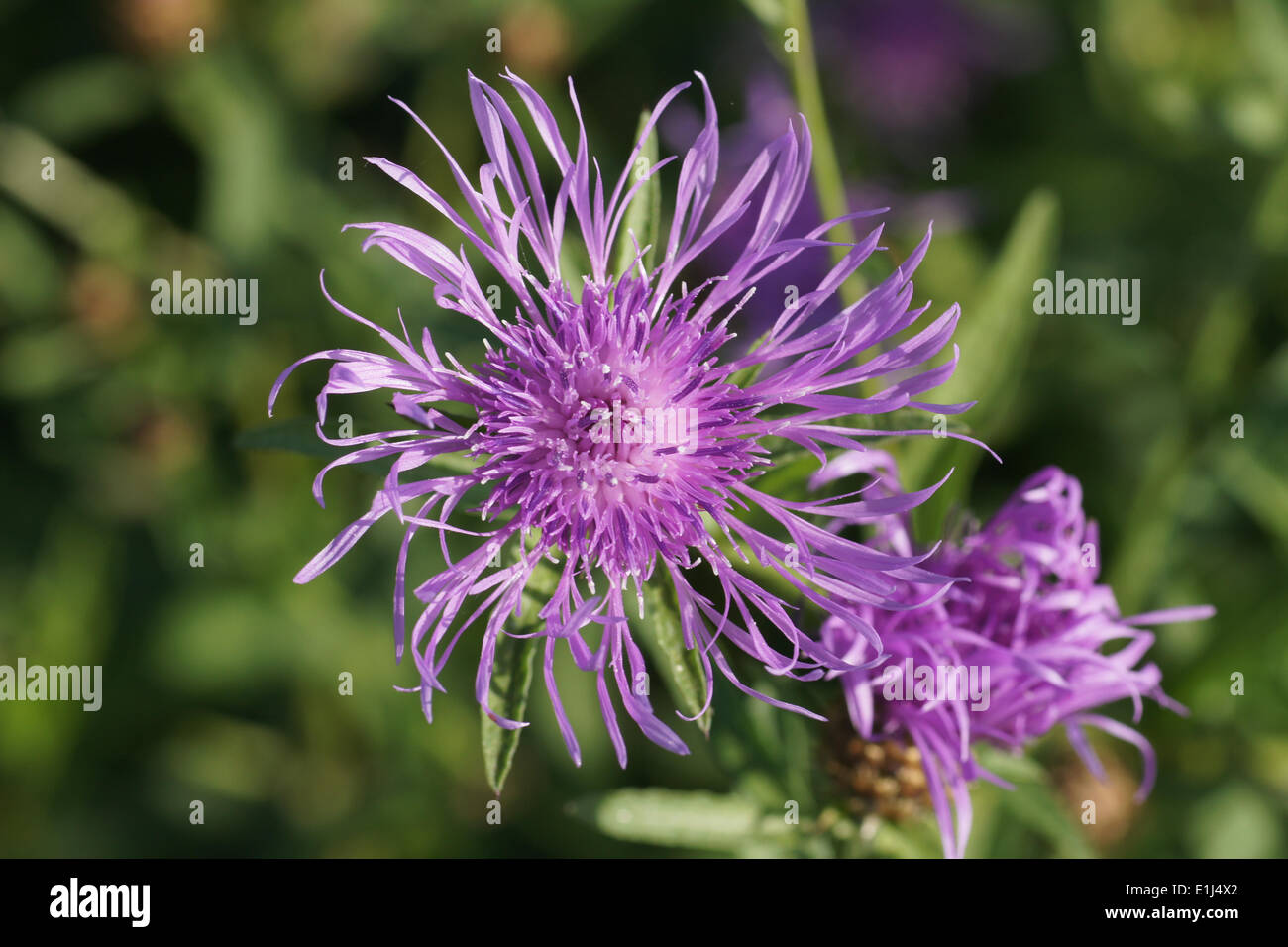 Meadow knapweeds hi-res stock photography and images - Alamy