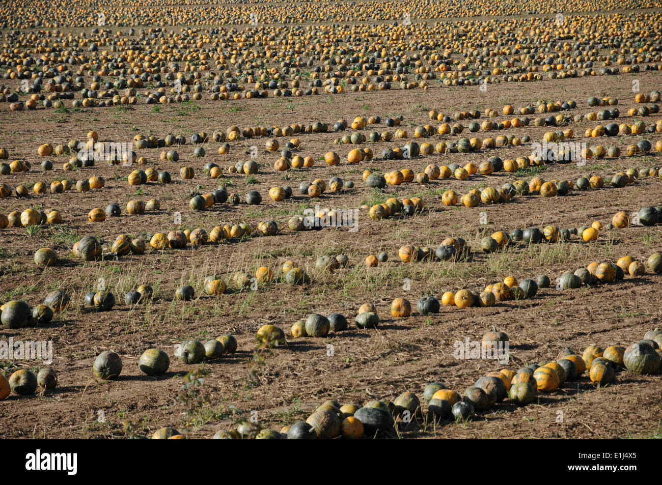 Oil pumpkins hi-res stock photography and images - Alamy