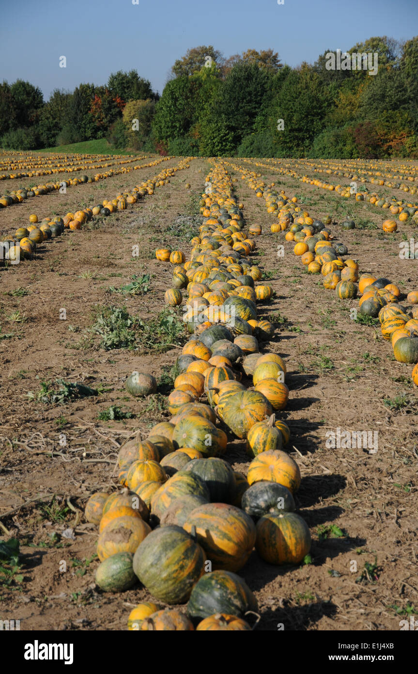 Cucurbita pepo var oleifera hi-res stock photography and images - Alamy