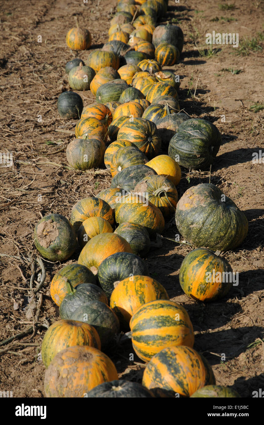 Steirischer kurbi hi-res stock photography and images - Alamy