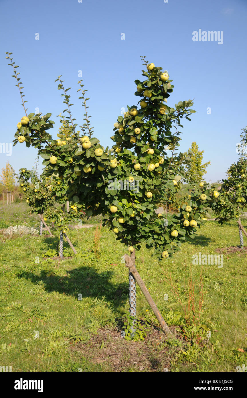 Apfelquitte High Resolution Stock Photography and Images - Alamy