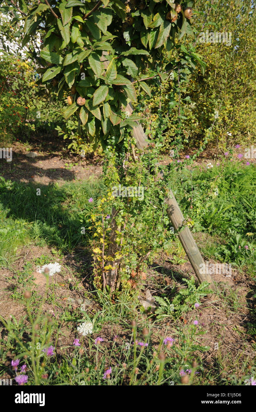 Shield budding hi-res stock photography and images - Alamy