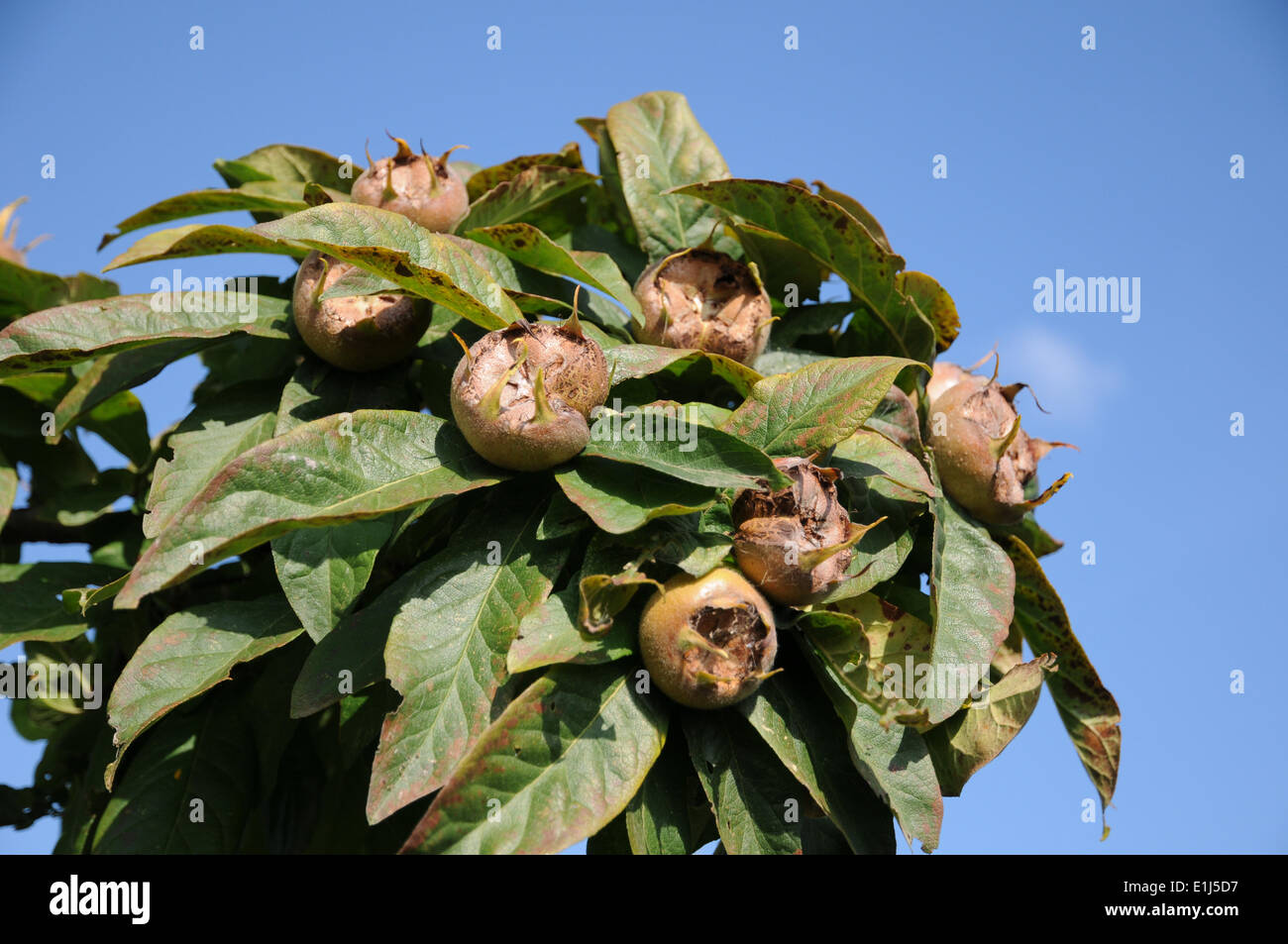 Medlartree hi-res stock photography and images - Alamy