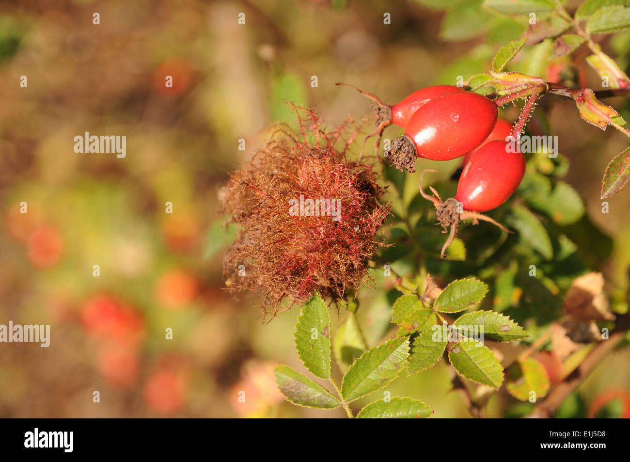 Rose gall wasp Stock Photo - Alamy