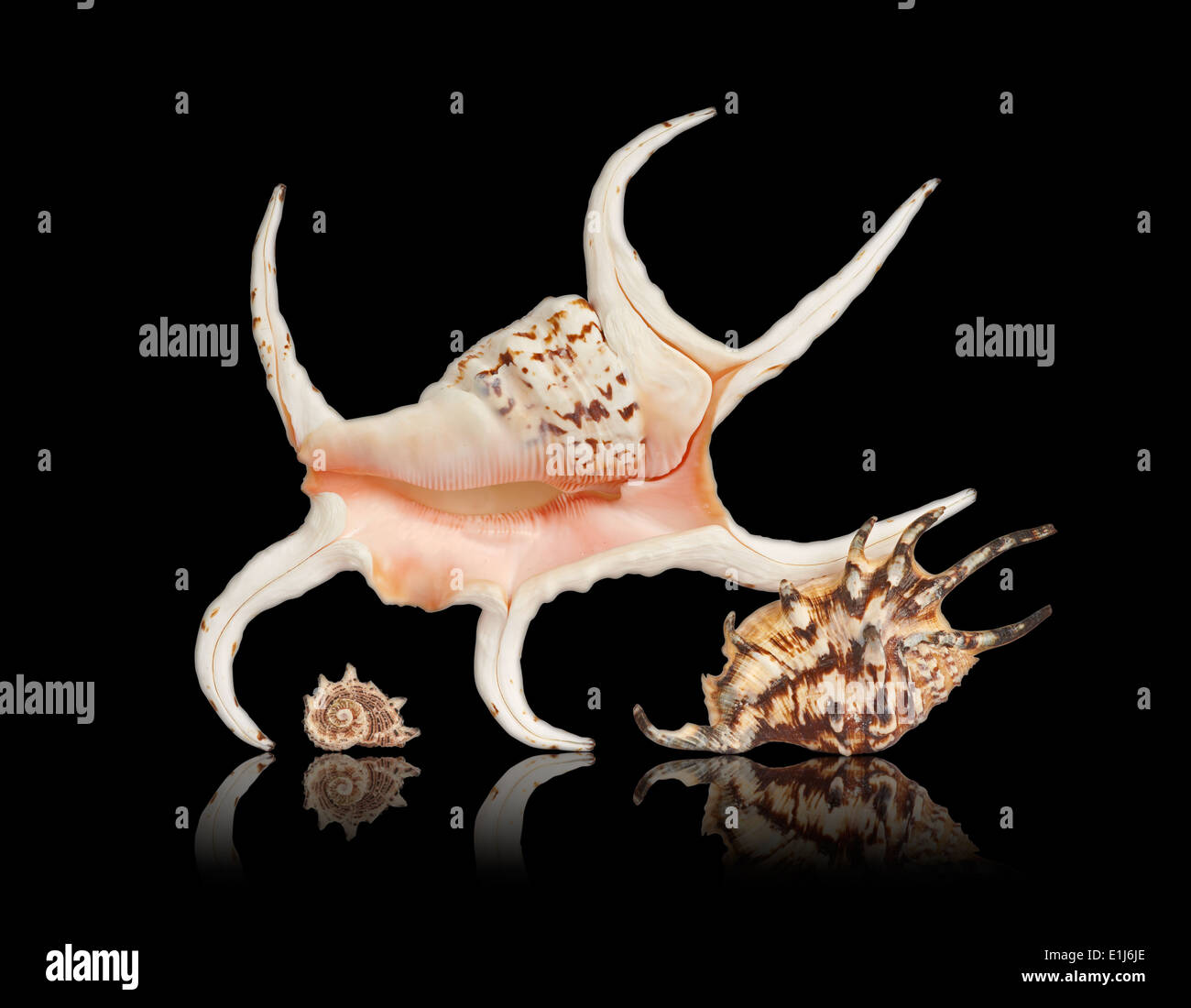 Sea shells on black background Stock Photo - Alamy