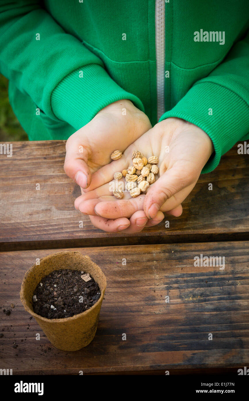 Girl holding seeds of nasturtium hi-res stock photography and images ...
