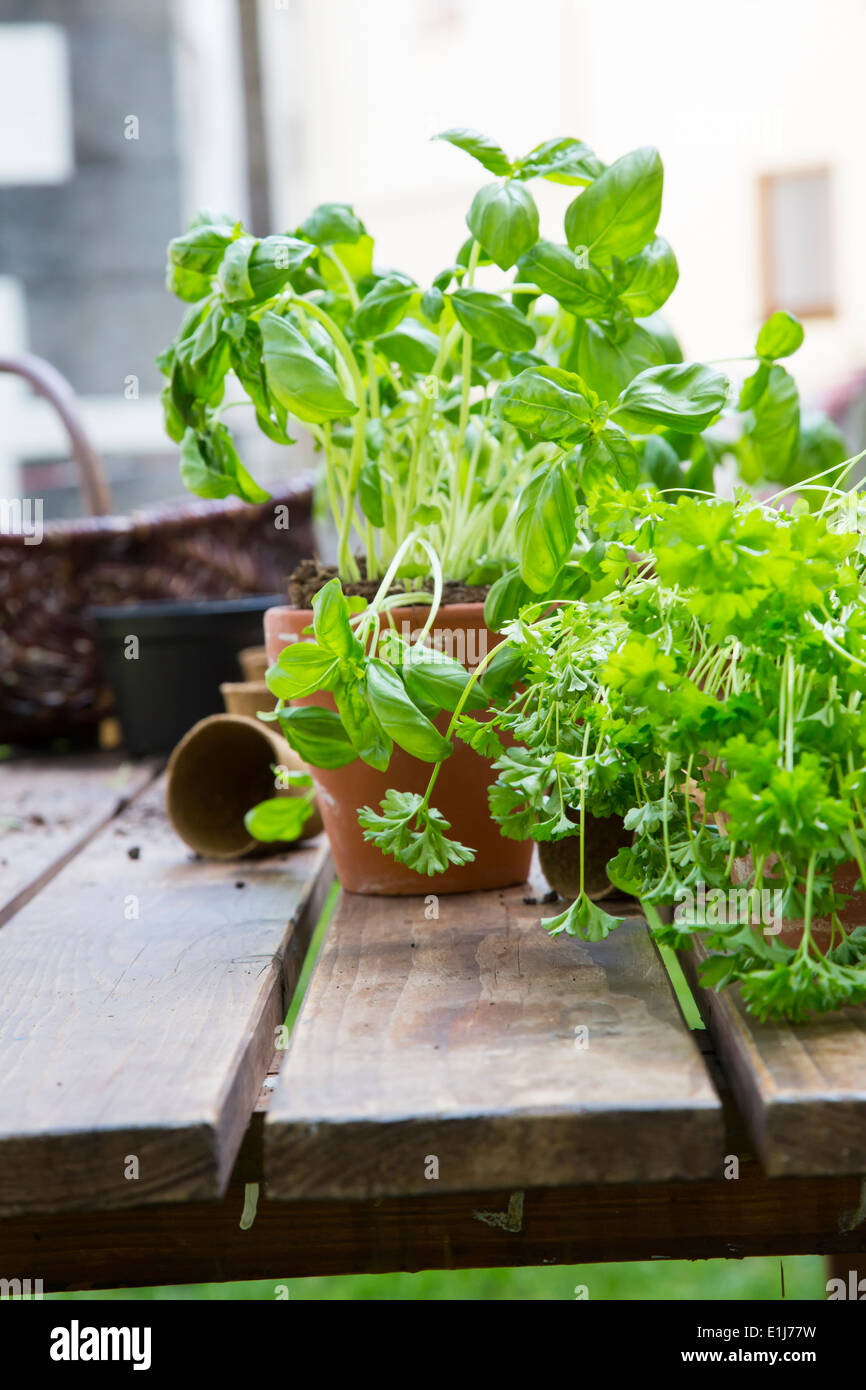Wooden table with flower pots of basil and parsley Stock Photo - Alamy