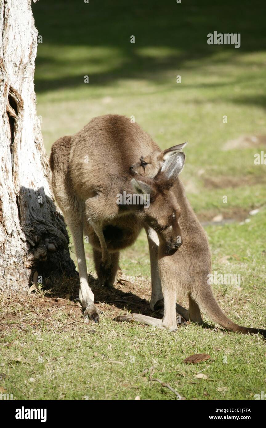 Australian kangaroo hi-res stock photography and images - Alamy