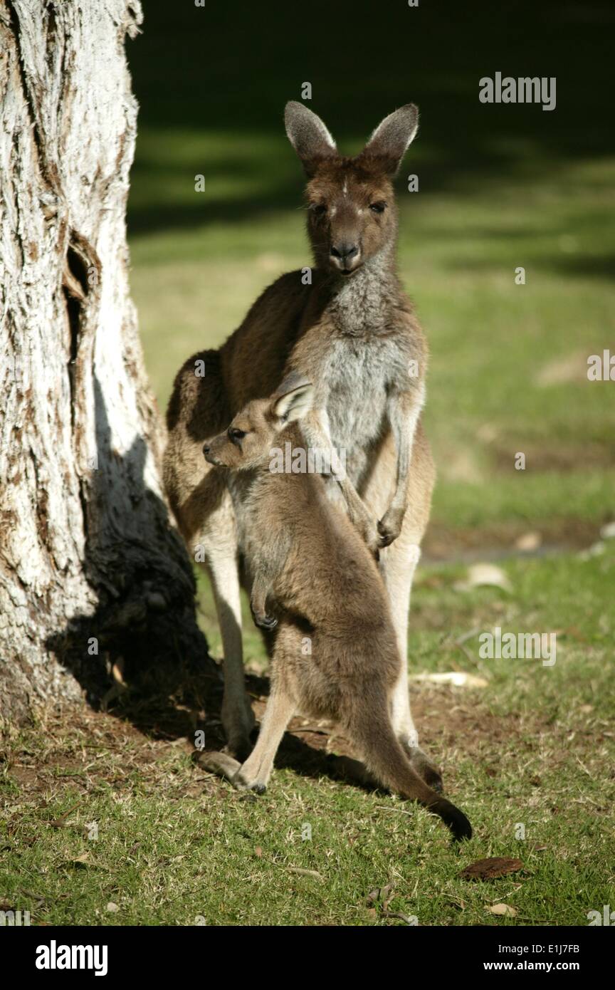 Red Kangaroo Standing Next To Person