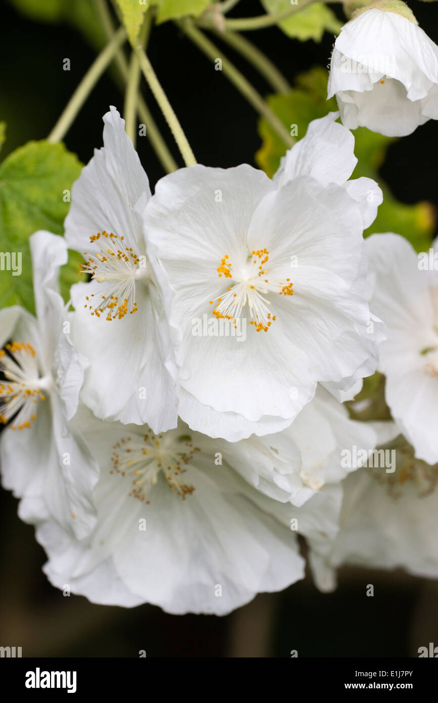 White flowers of the flowering maple, Abutilon vitifolium 'Tennant's ...