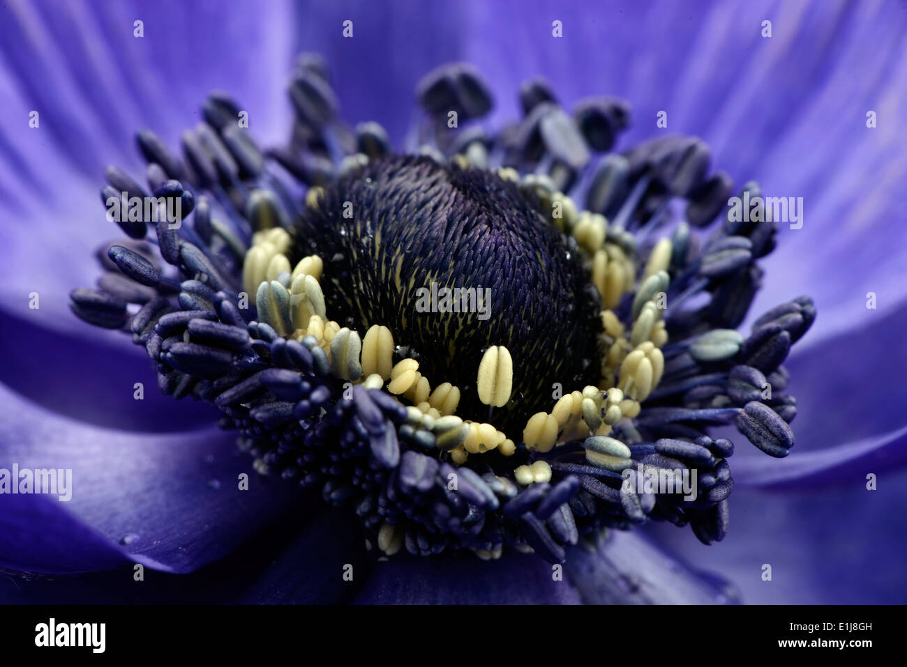 Detail of violet anemone Stock Photo - Alamy