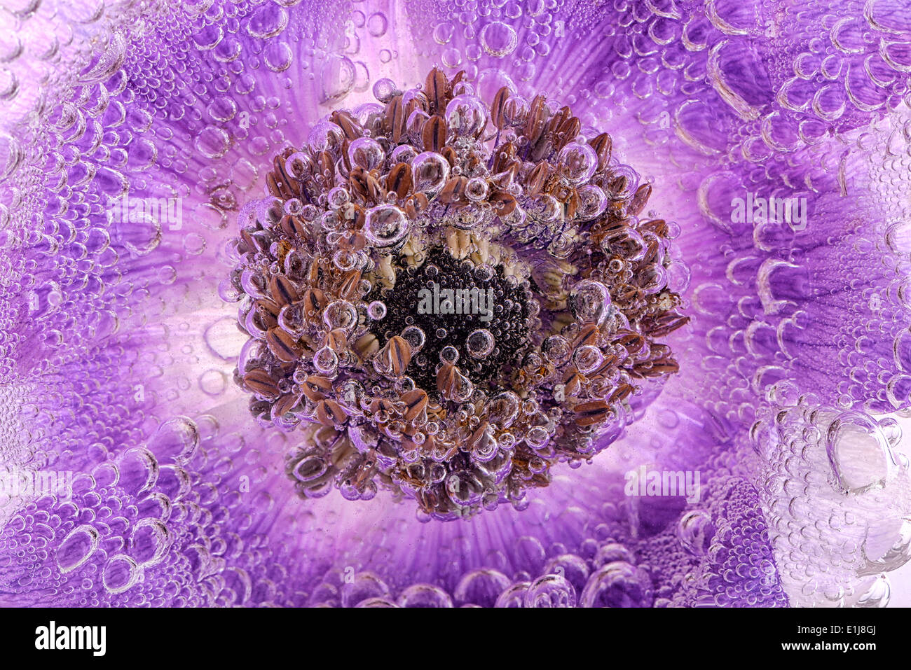 Detail of violet anemone under water Stock Photo - Alamy