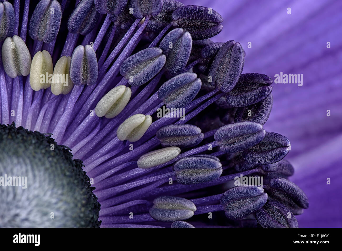 Detail of violet anemone Stock Photo - Alamy