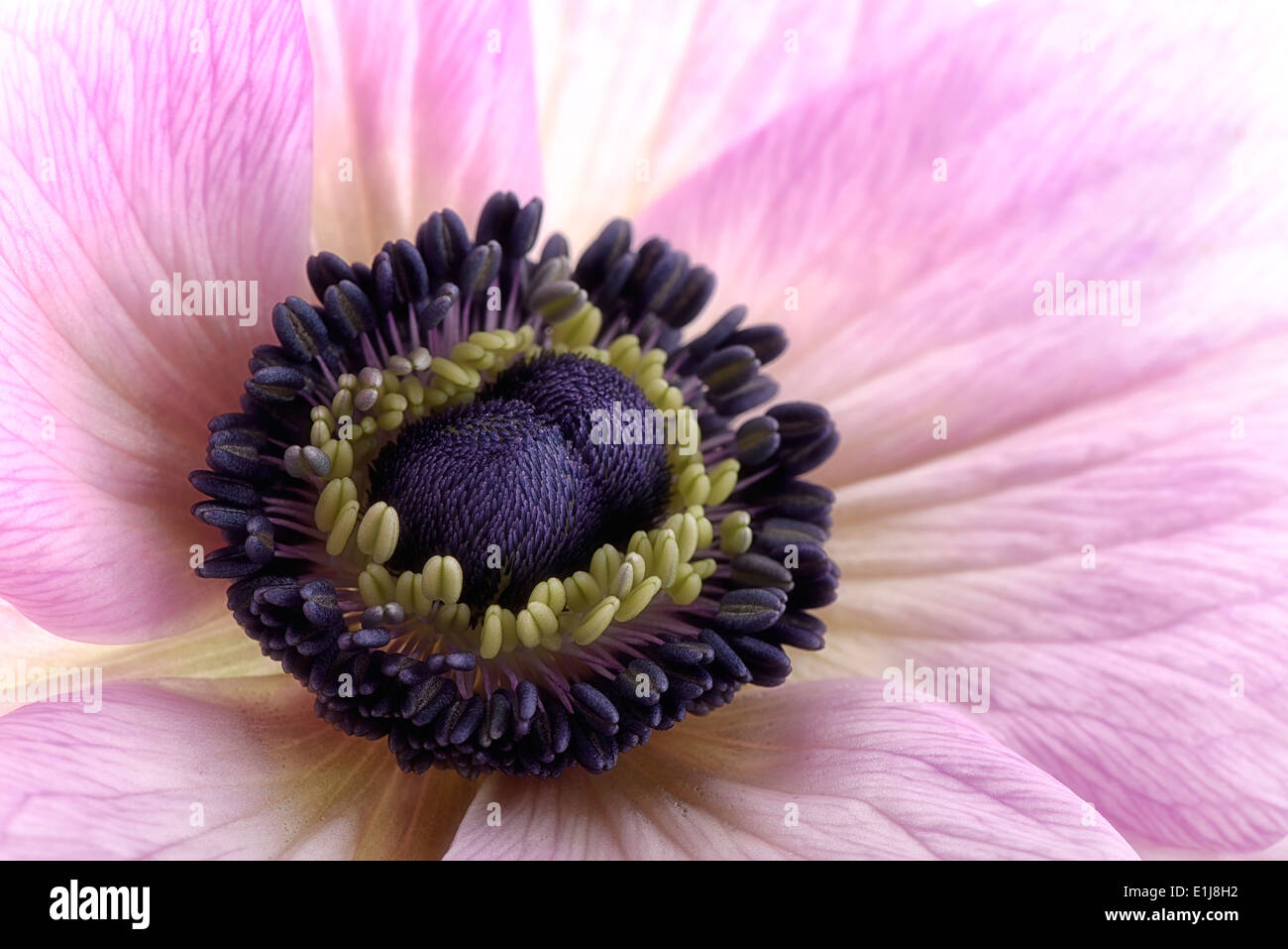 Indoor flowering detail hi-res stock photography and images - Alamy