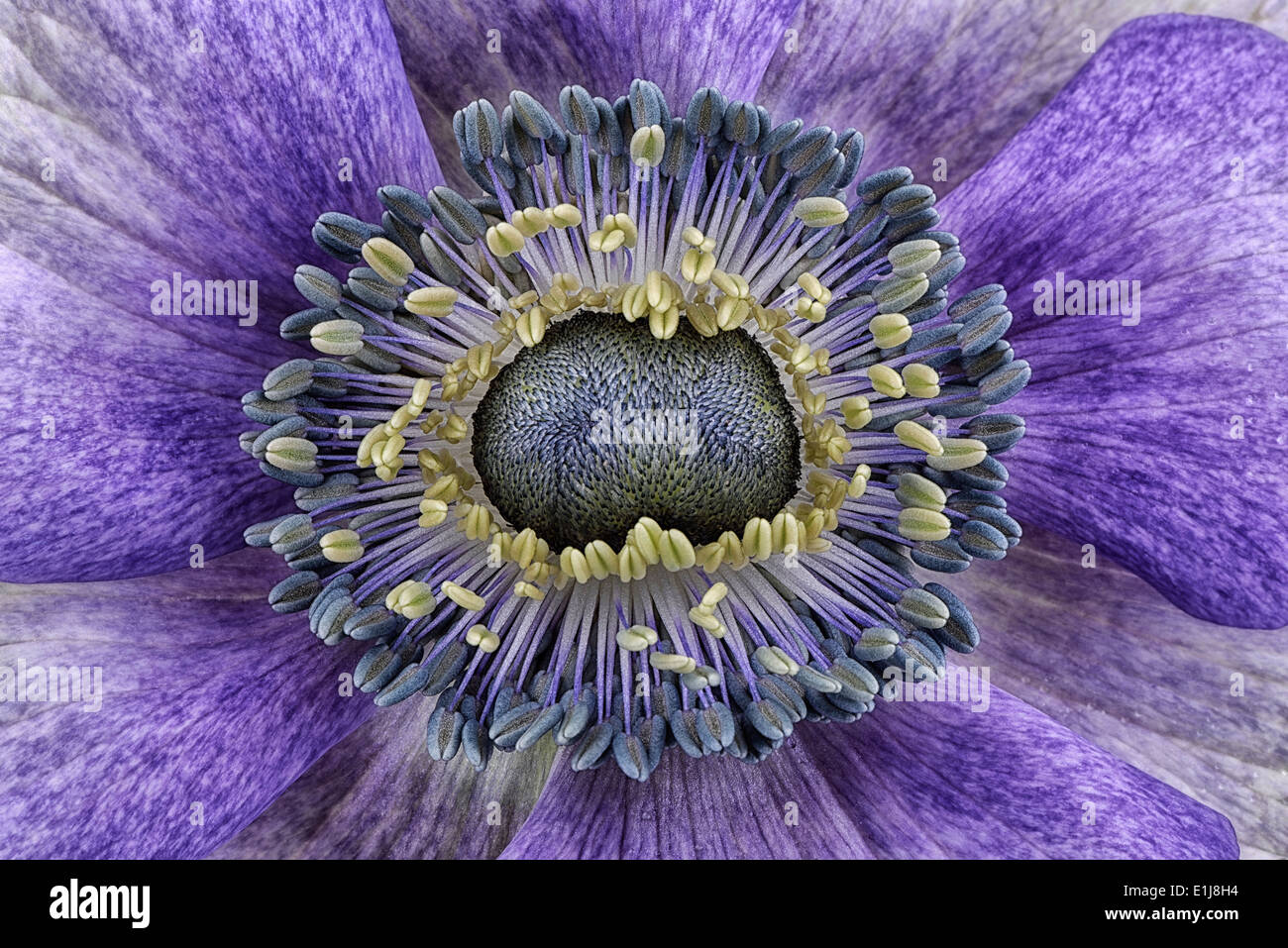 Detail of violet anemone Stock Photo - Alamy