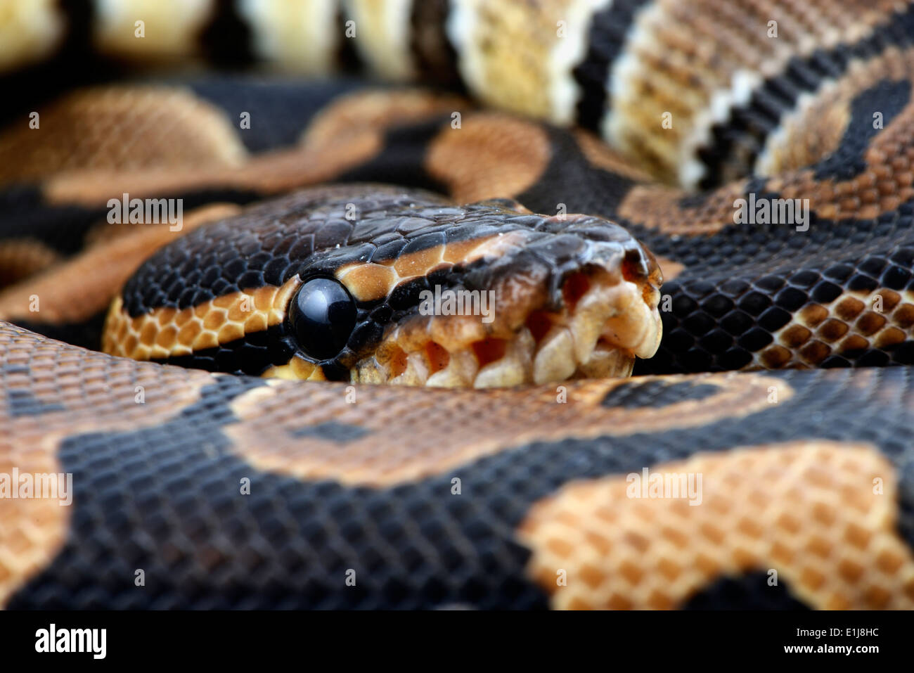 Ball snake close up view hi-res stock photography and images - Alamy