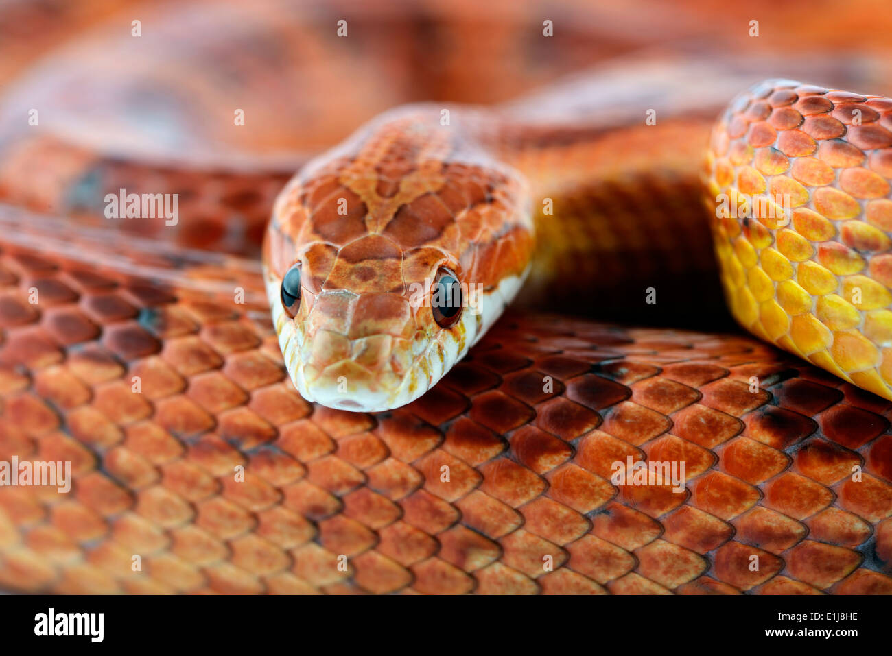 Corn Snake Portrait Pantherophis Guttatus High Resolution Stock ...