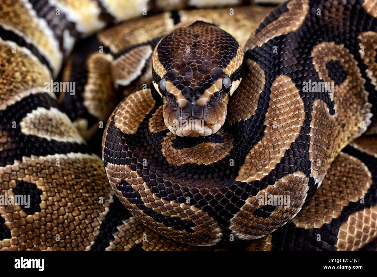 Python scales hi-res stock photography and images - Alamy