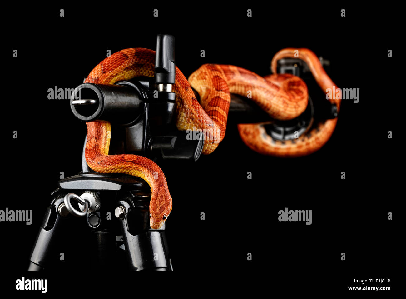 Snake front view hi-res stock photography and images - Alamy