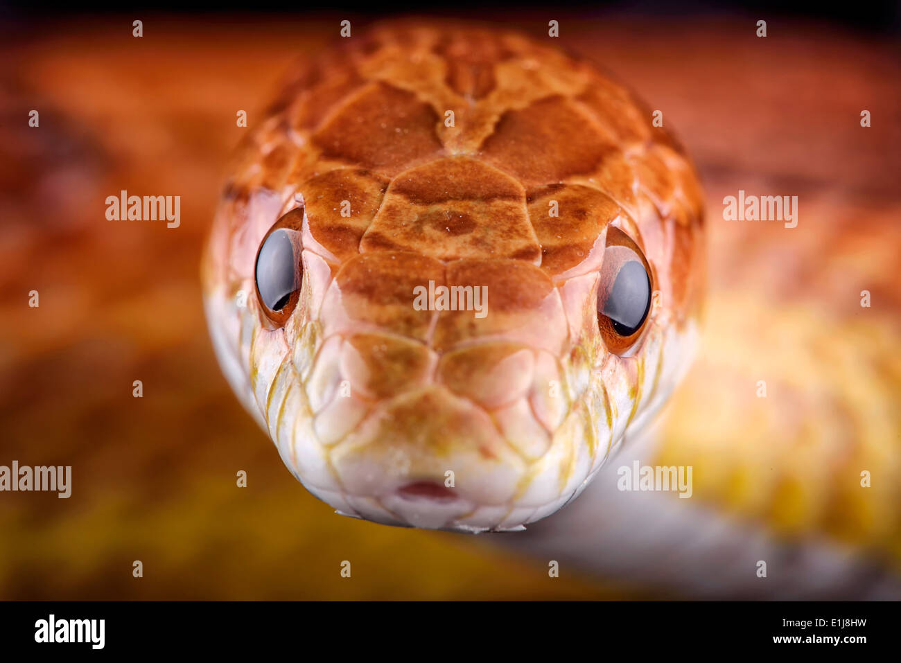 Snake Head Front View