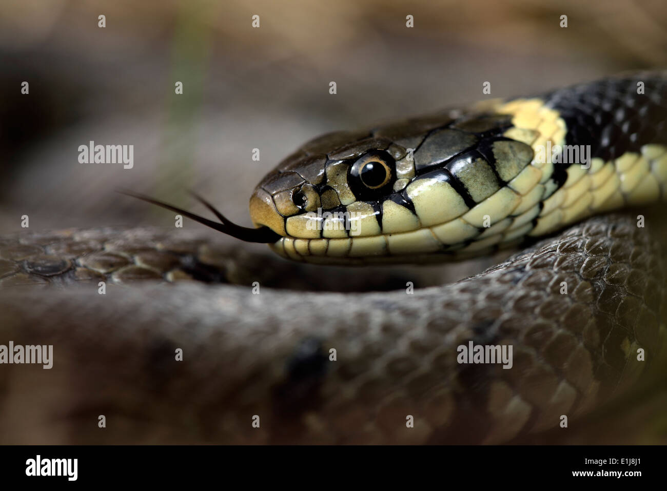 Slithering grass snake hi-res stock photography and images - Alamy