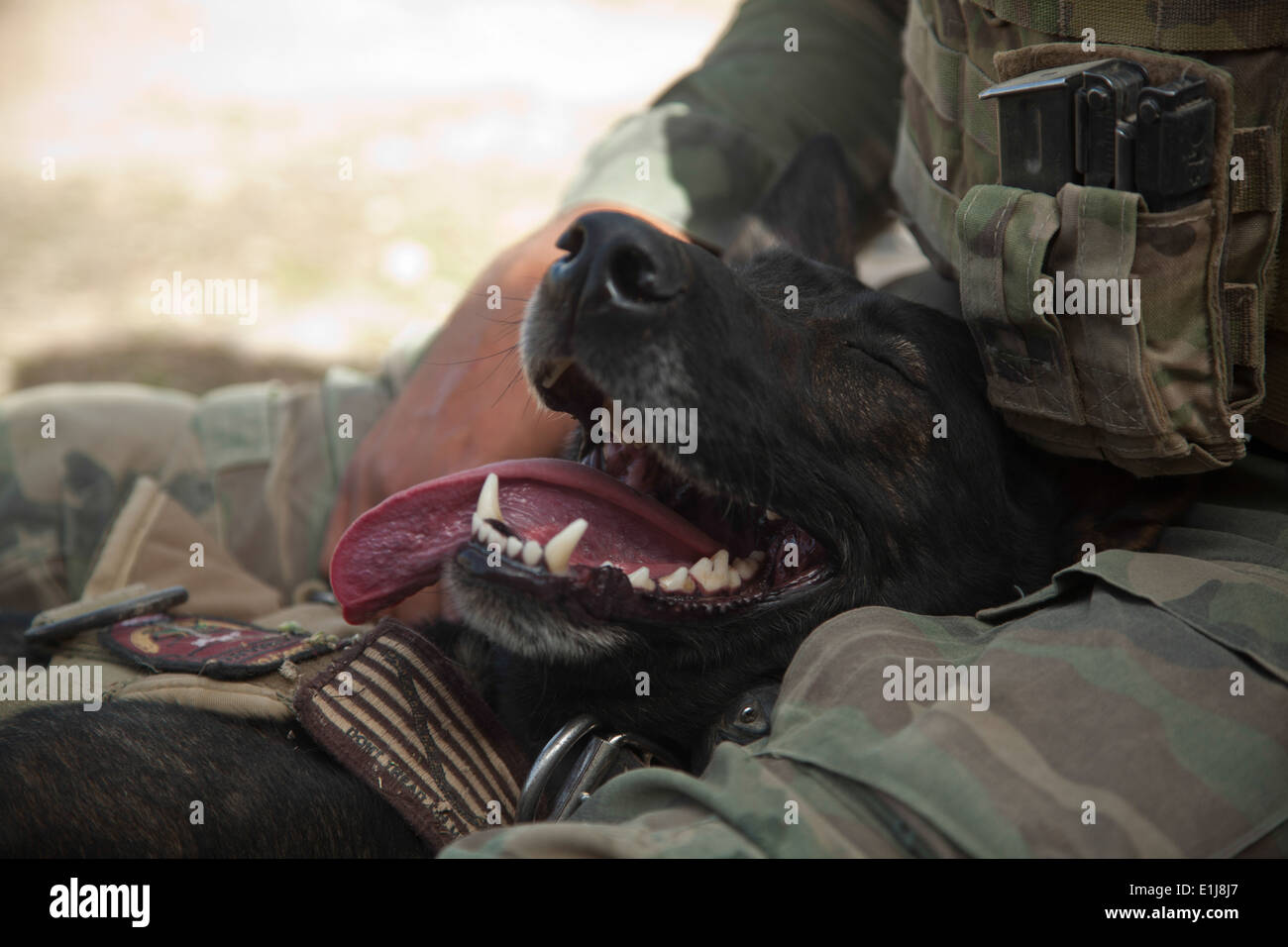 Military working dog with u s marine corps special operations team hi ...